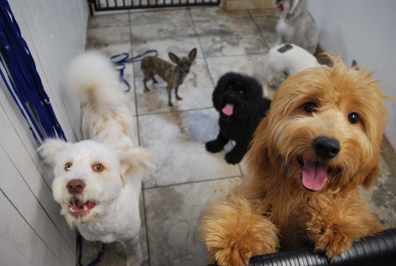 Doggy Daze AZ - Phoenix Dog Wash and Haircut Grooming Salon