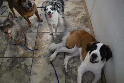 Doggy Gallery - Doggy Daze AZ