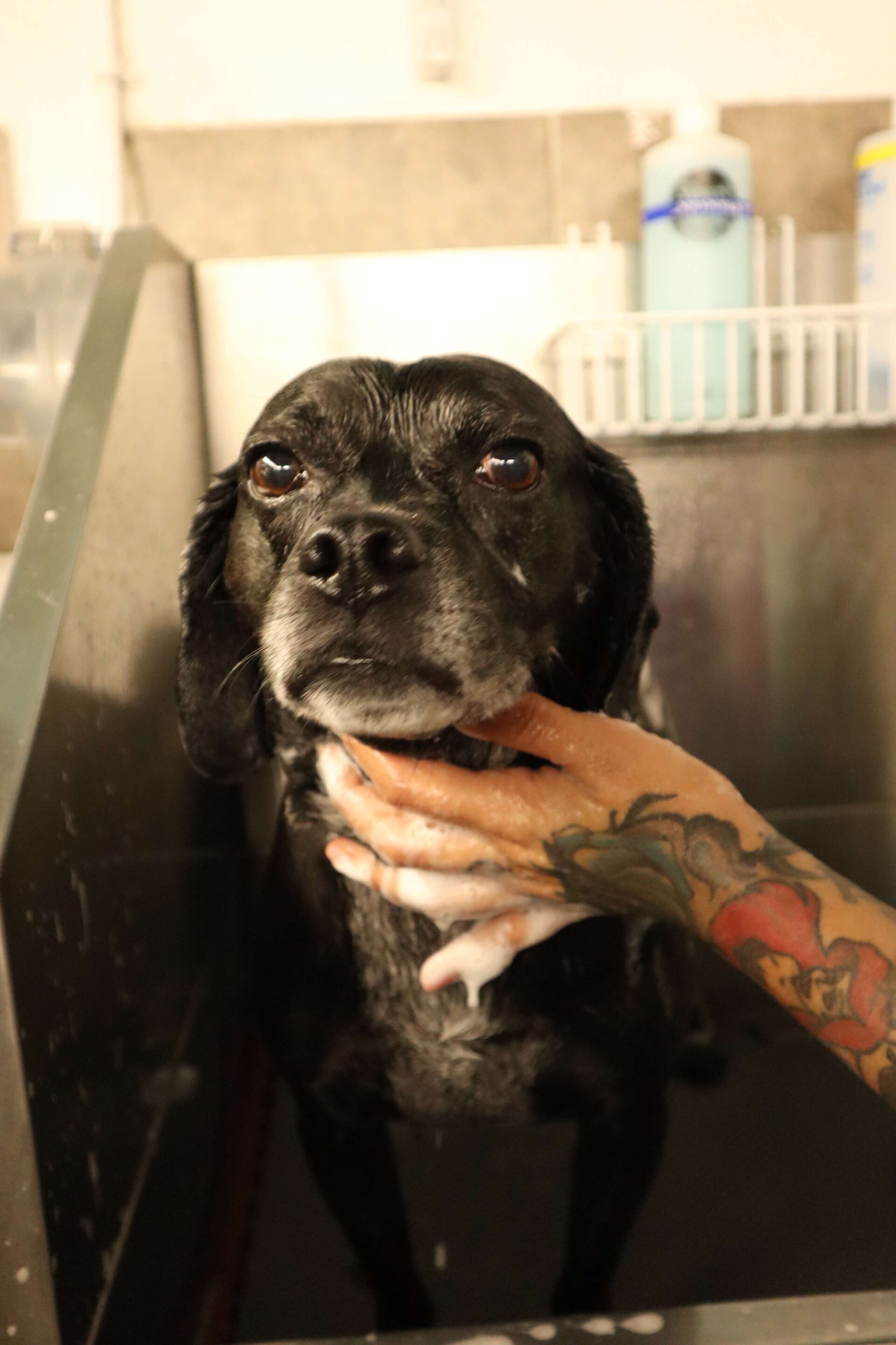 Doggy Gallery - Doggy Daze AZ