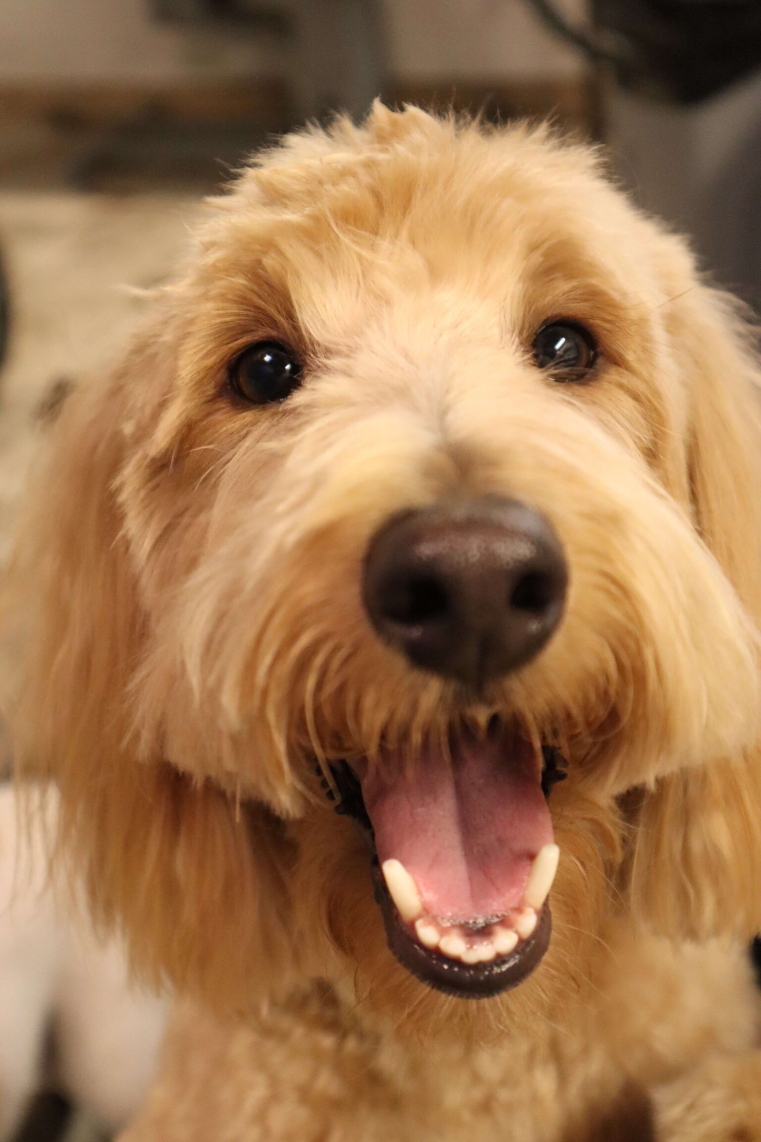 Doggy Gallery - Doggy Daze AZ